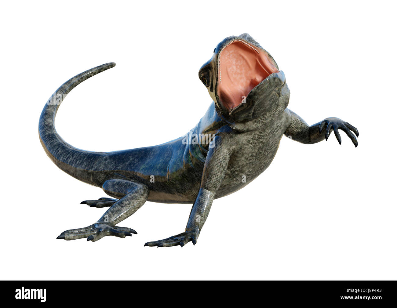 3D rendering of a large lizard chuckwalla isolated on white background ...