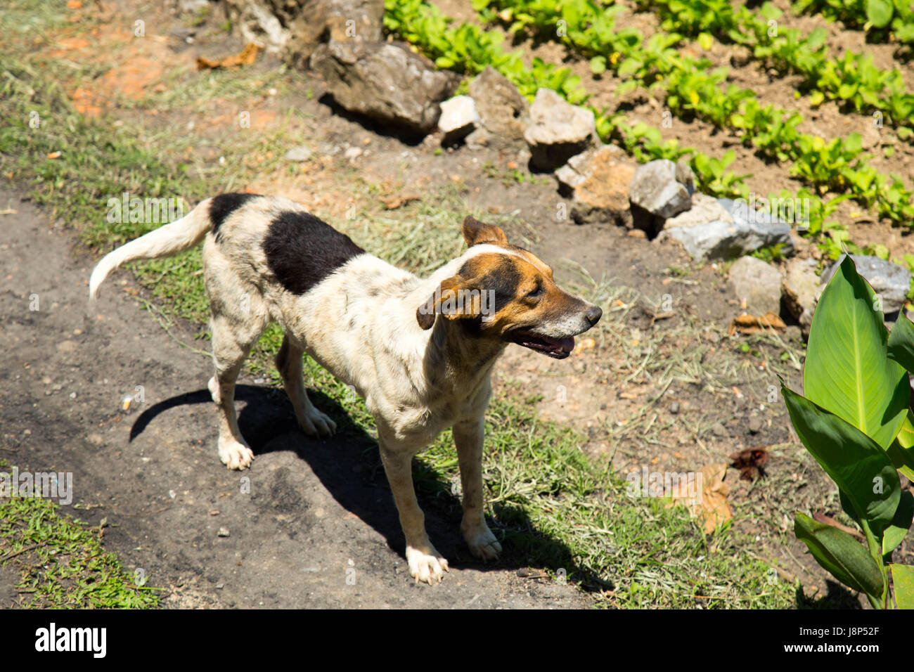 Cuban dog hi-res stock photography and images - Alamy