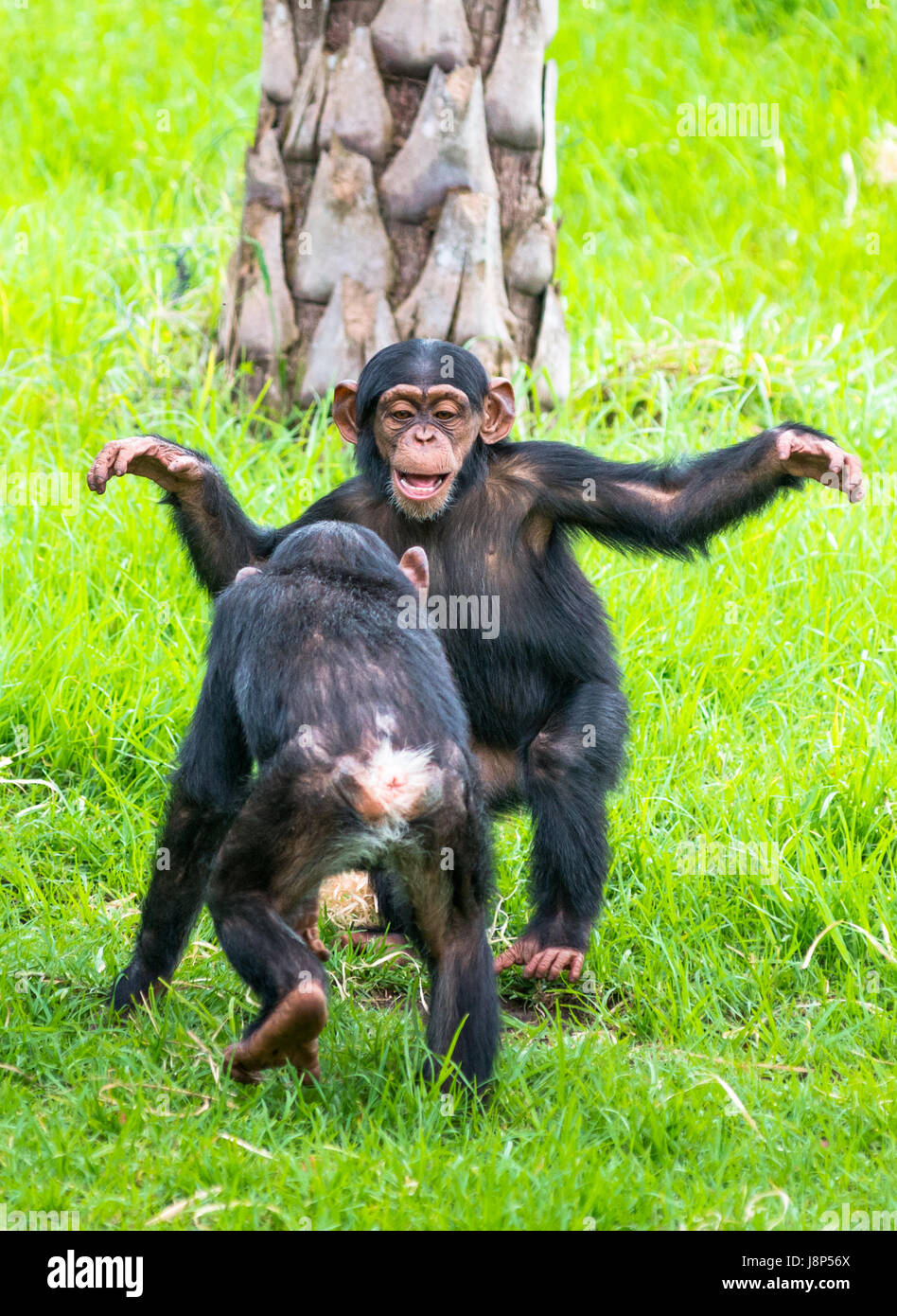 Baby chimpanzee playing hi-res stock photography and images - Alamy