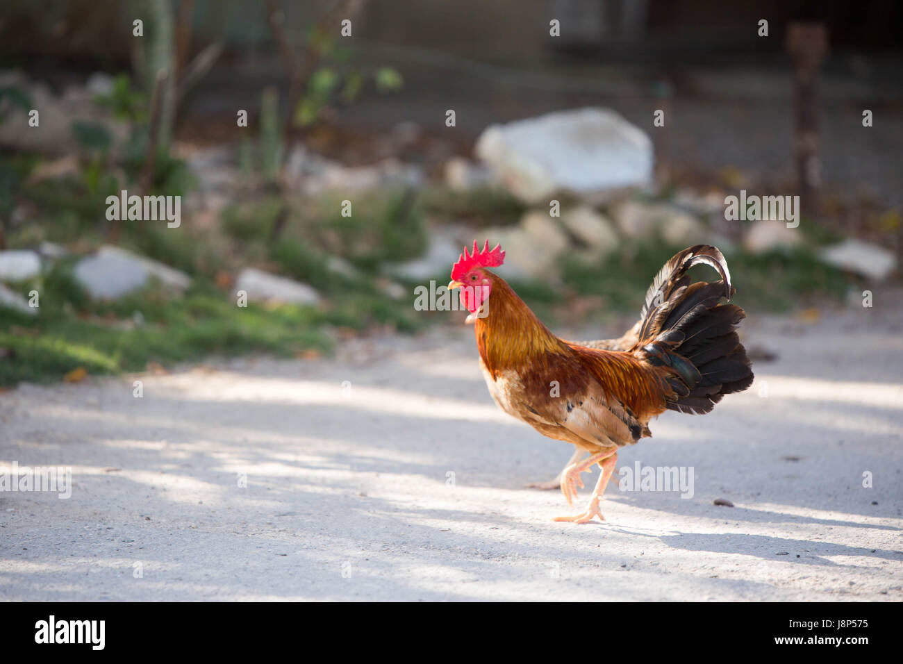 Cuban rooster hi-res stock photography and images - Alamy