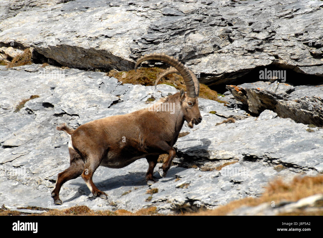 capricorn, stone, rock, capricorn, dignified, proud, pride, capra ibex ...