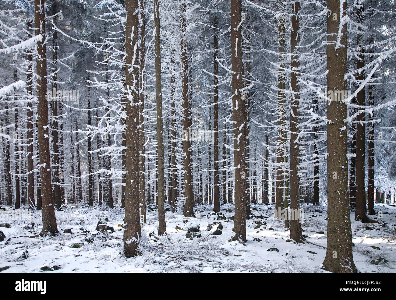 winter, blank, european, caucasian, saxony, erz-mountains, firs ...