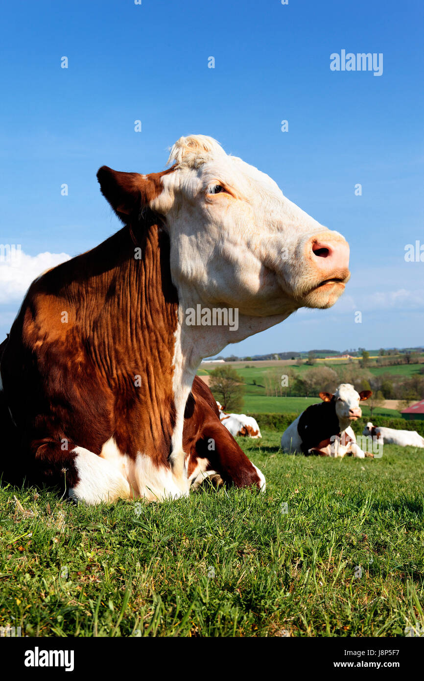 agriculture, farming, cow, rural, peasant, agriculture, farming, france ...
