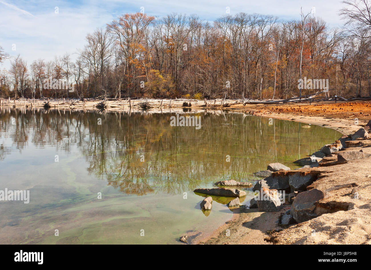 tree, trees, fresh water, pond, water, lake, inland water, clay ...