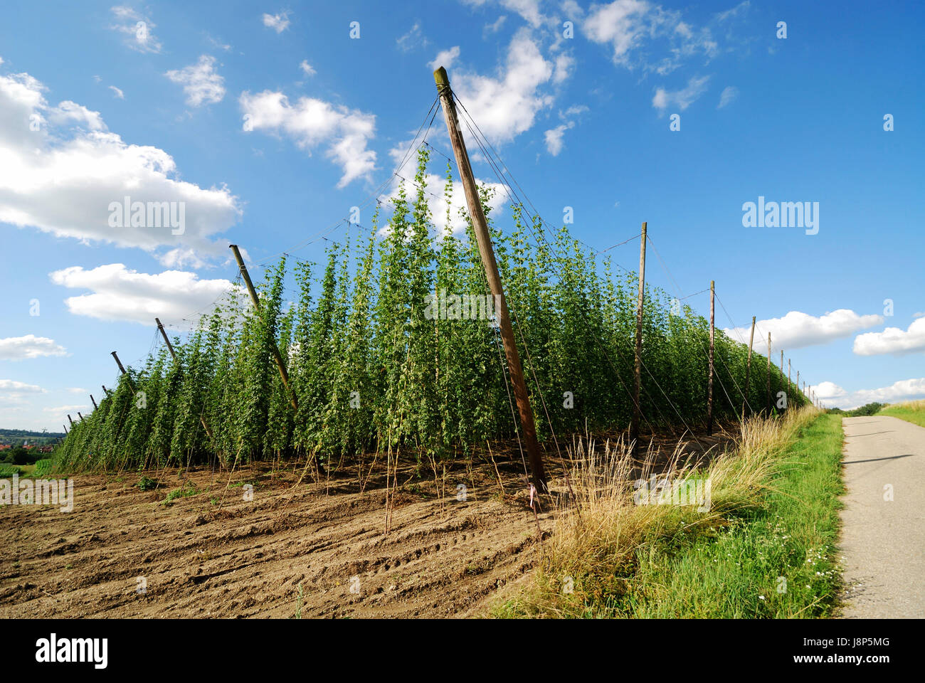 agricultural, garden, agriculture, farming, bavaria, germany, german ...
