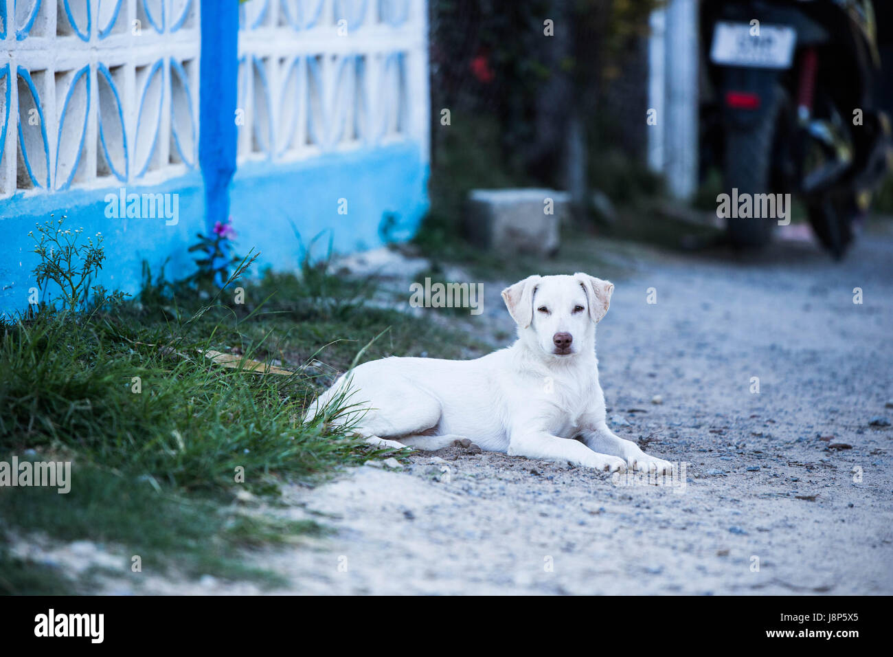 Cuban dog hi-res stock photography and images - Alamy