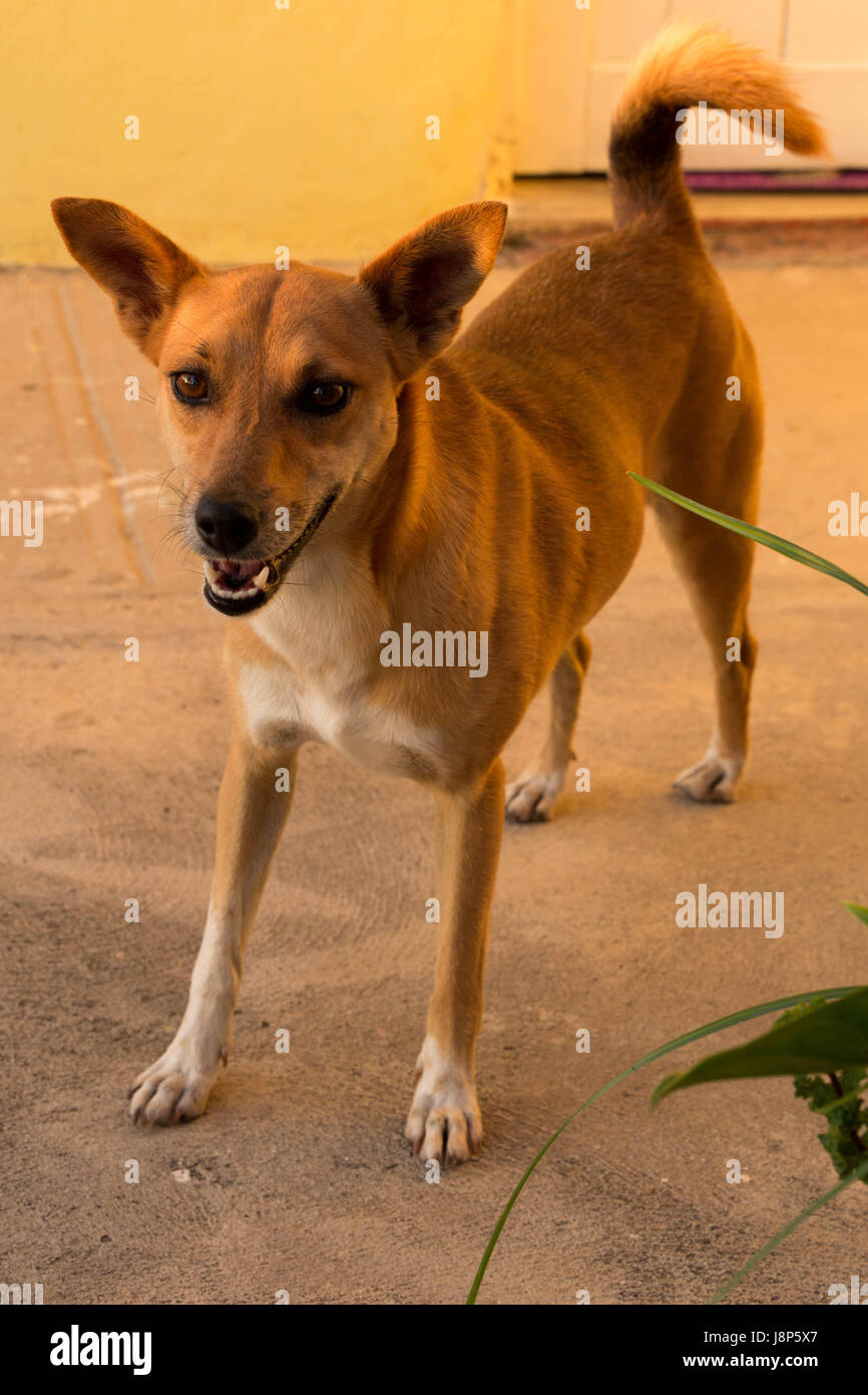 Cuban dog hi-res stock photography and images - Alamy