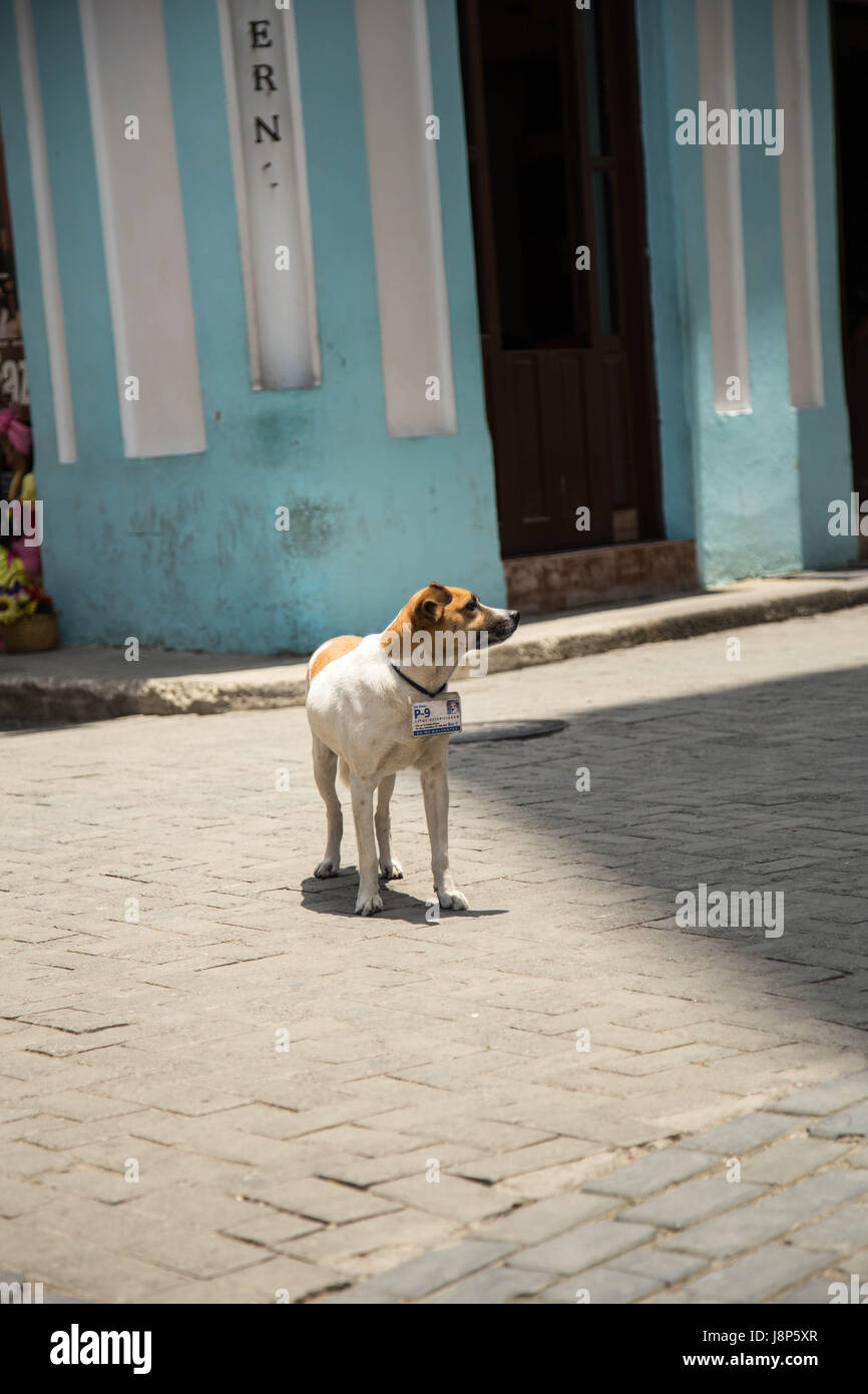 Cuban dog hi-res stock photography and images - Alamy