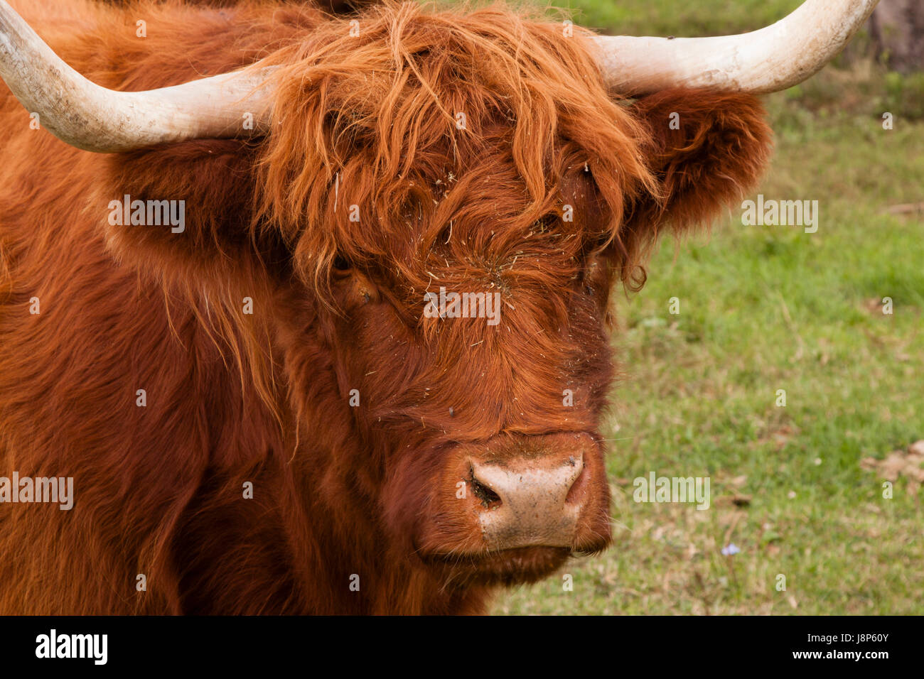 Highlander bull hi-res stock photography and images - Alamy