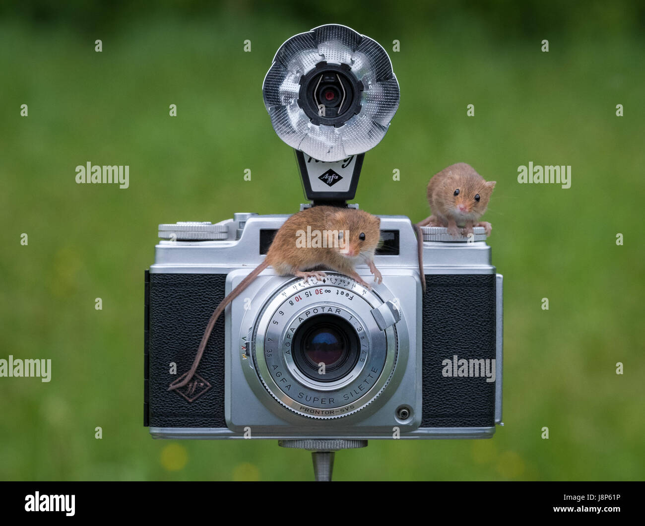 Did you say mouse hi-res stock photography and images - Alamy