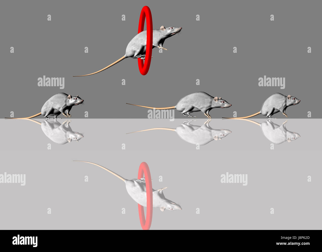 ring, mouse, circus, mice, tame, dressage, ring, graphic, animal ...