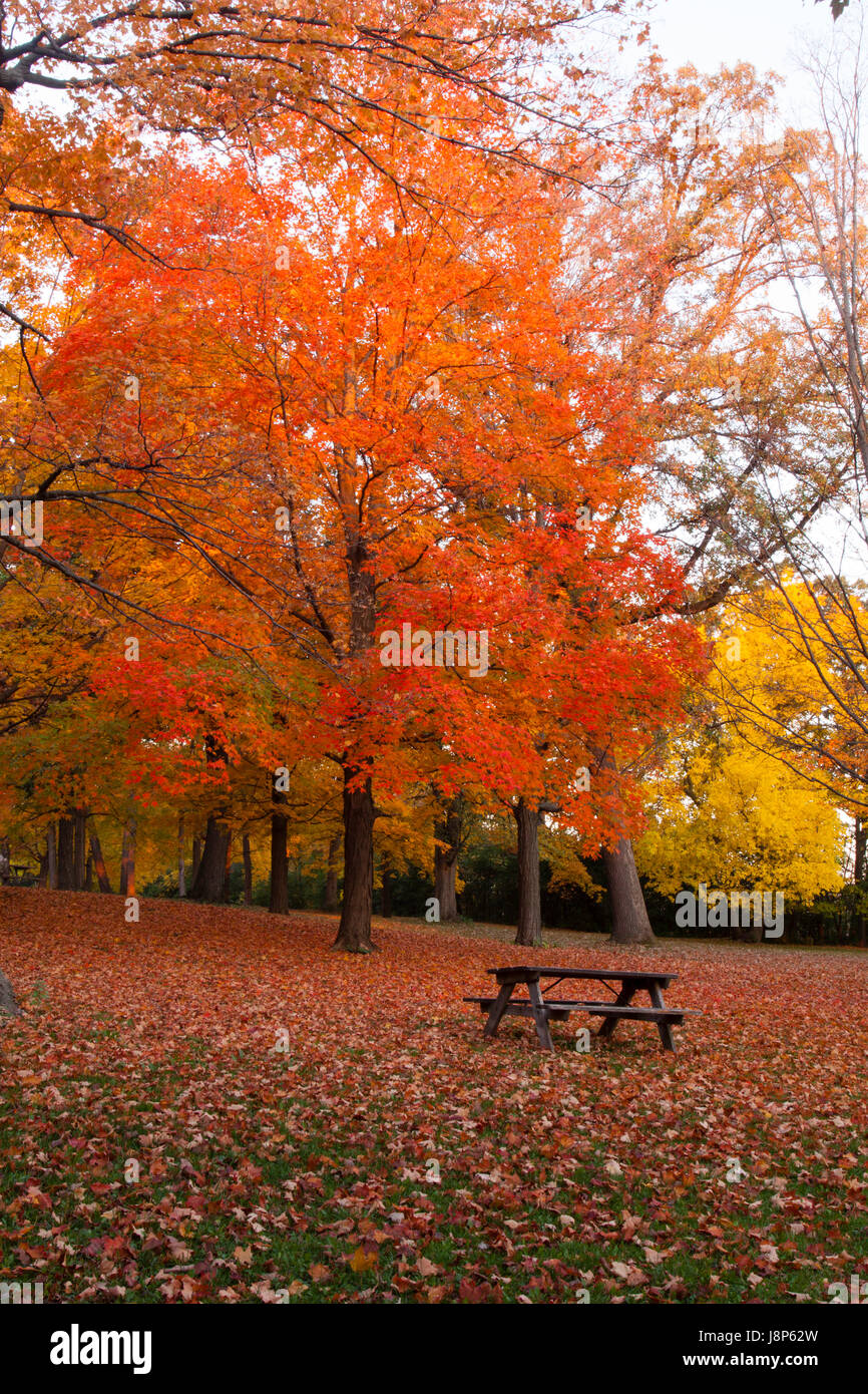 Picnic Table With Beautiful Fall Tree in Background Stock Photo - Alamy
