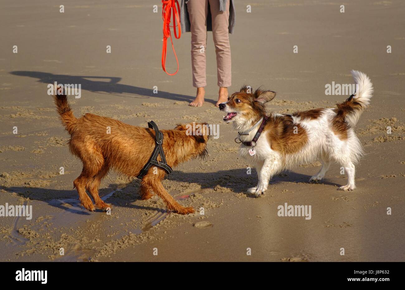 dogs on the beach in the boisterous game Stock Photo - Alamy