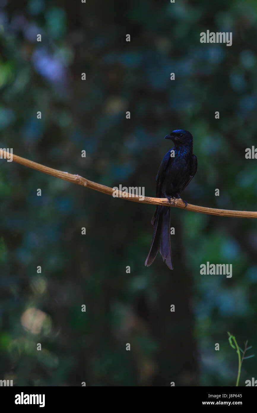 Black drongo, Dicrurus Macrocercus, beautiful bird in forest Stock ...