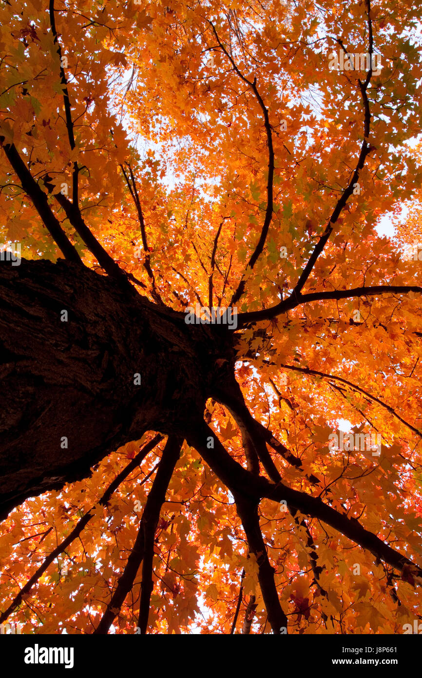 Canopy lit hi-res stock photography and images - Alamy