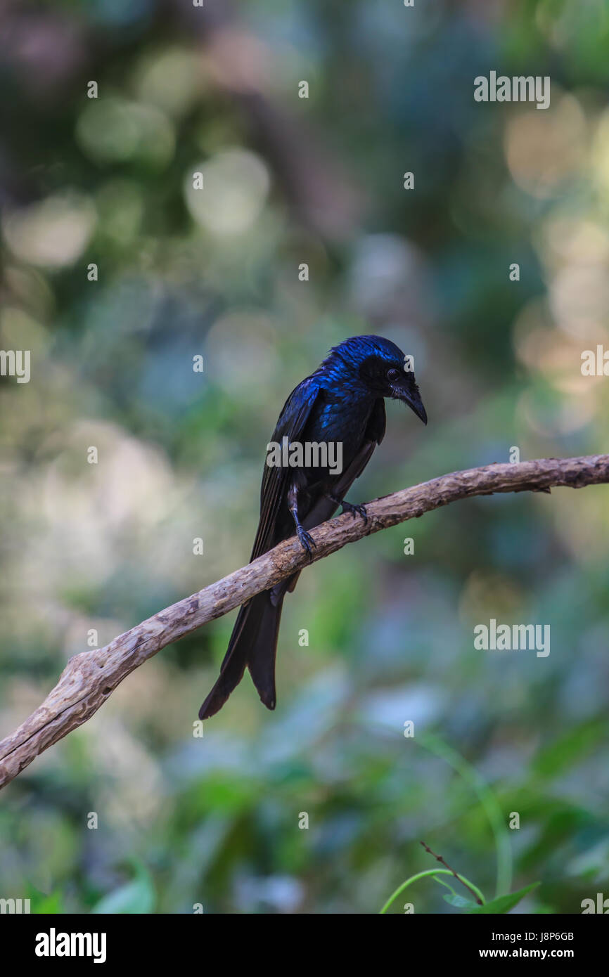 Black drongo, Dicrurus Macrocercus, beautiful bird in forest Stock ...