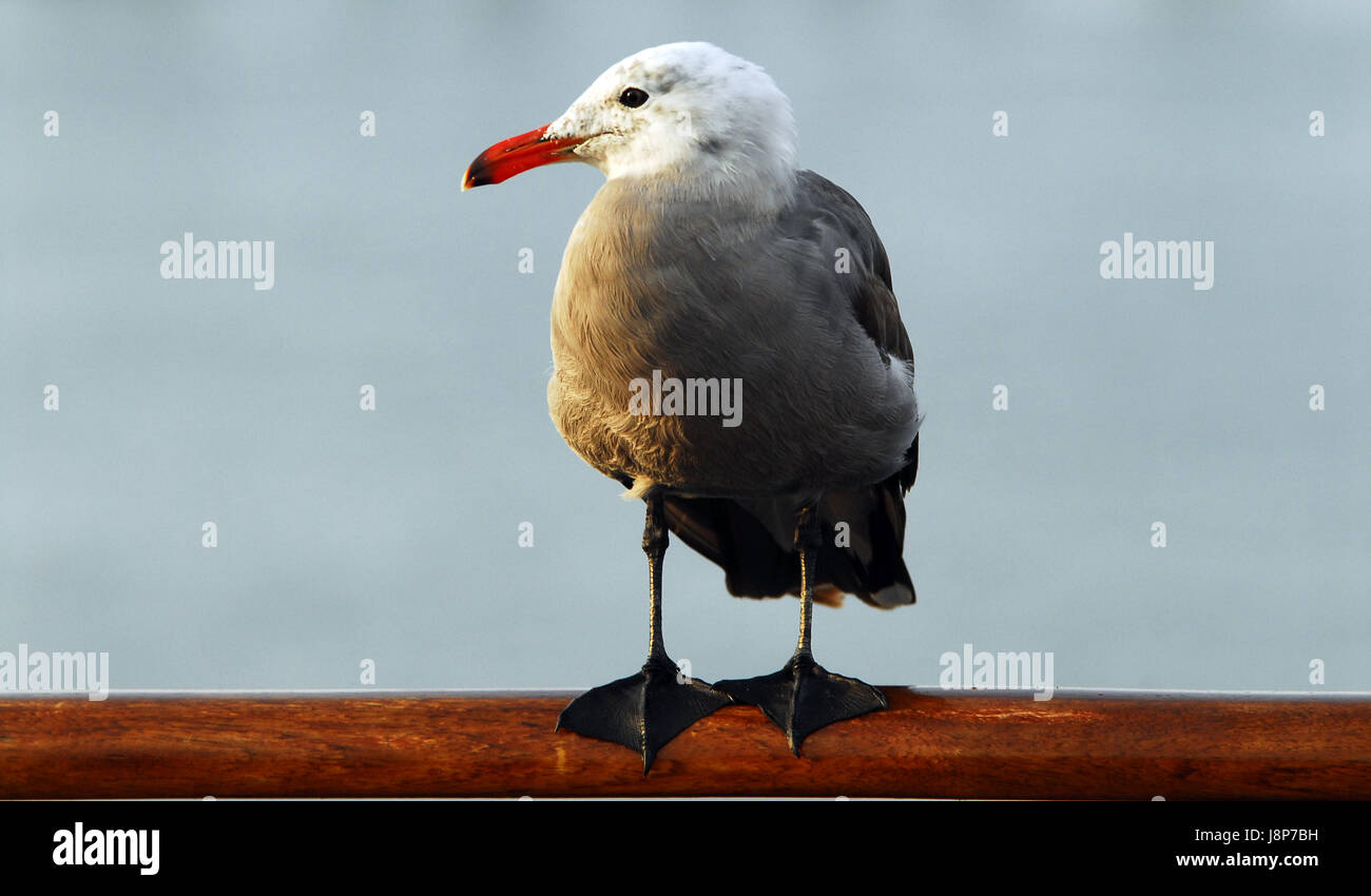Seagull closeup portrait profile Stock Photo - Alamy