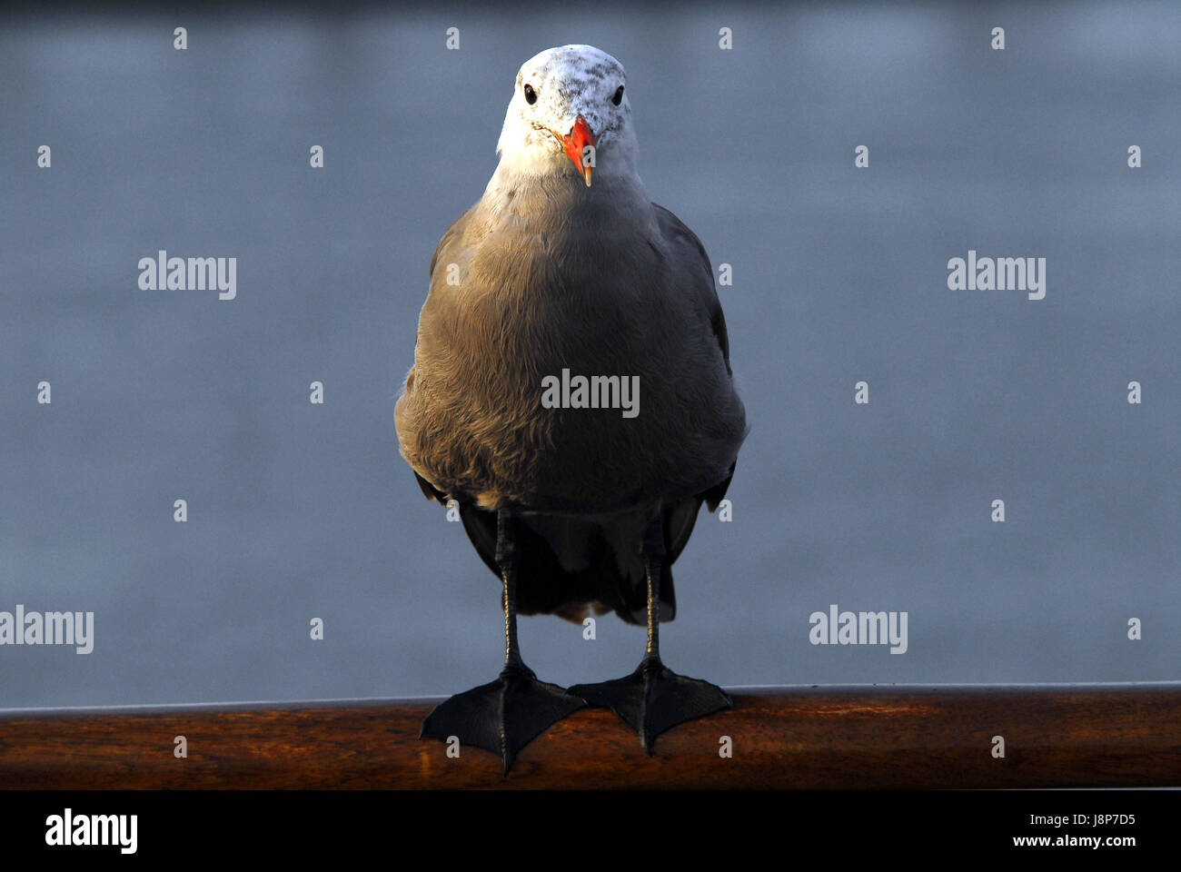 Seagull closeup portrait profile Stock Photo - Alamy
