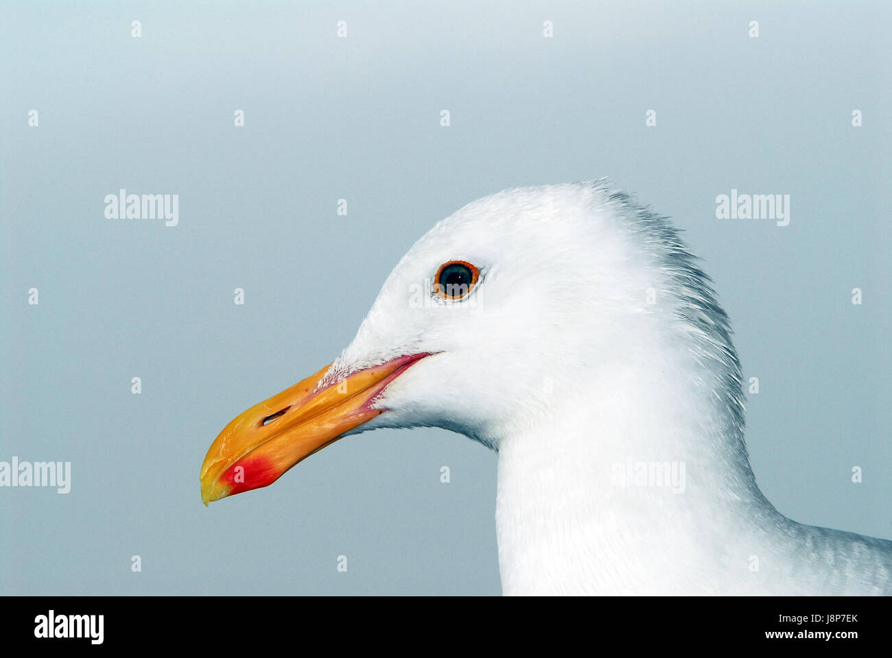 Seagull closeup portrait profile Stock Photo - Alamy