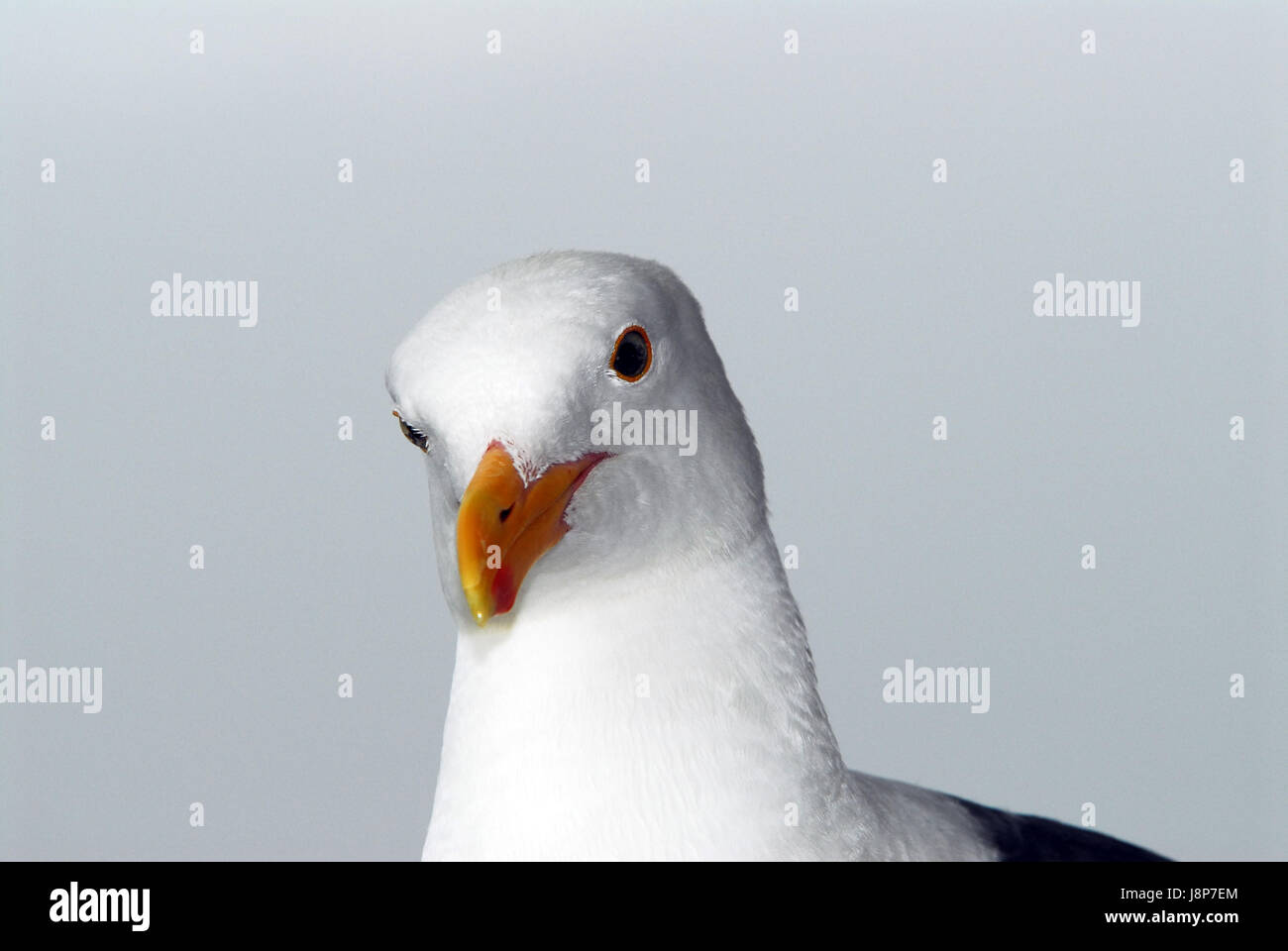Seagull closeup portrait profile Stock Photo - Alamy