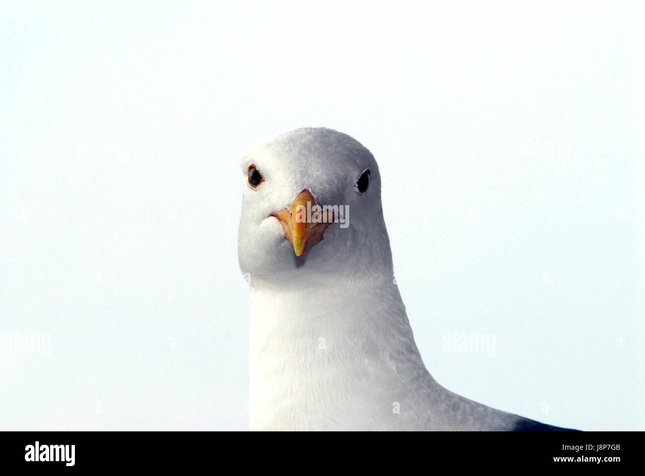 Seagull closeup portrait profile Stock Photo - Alamy