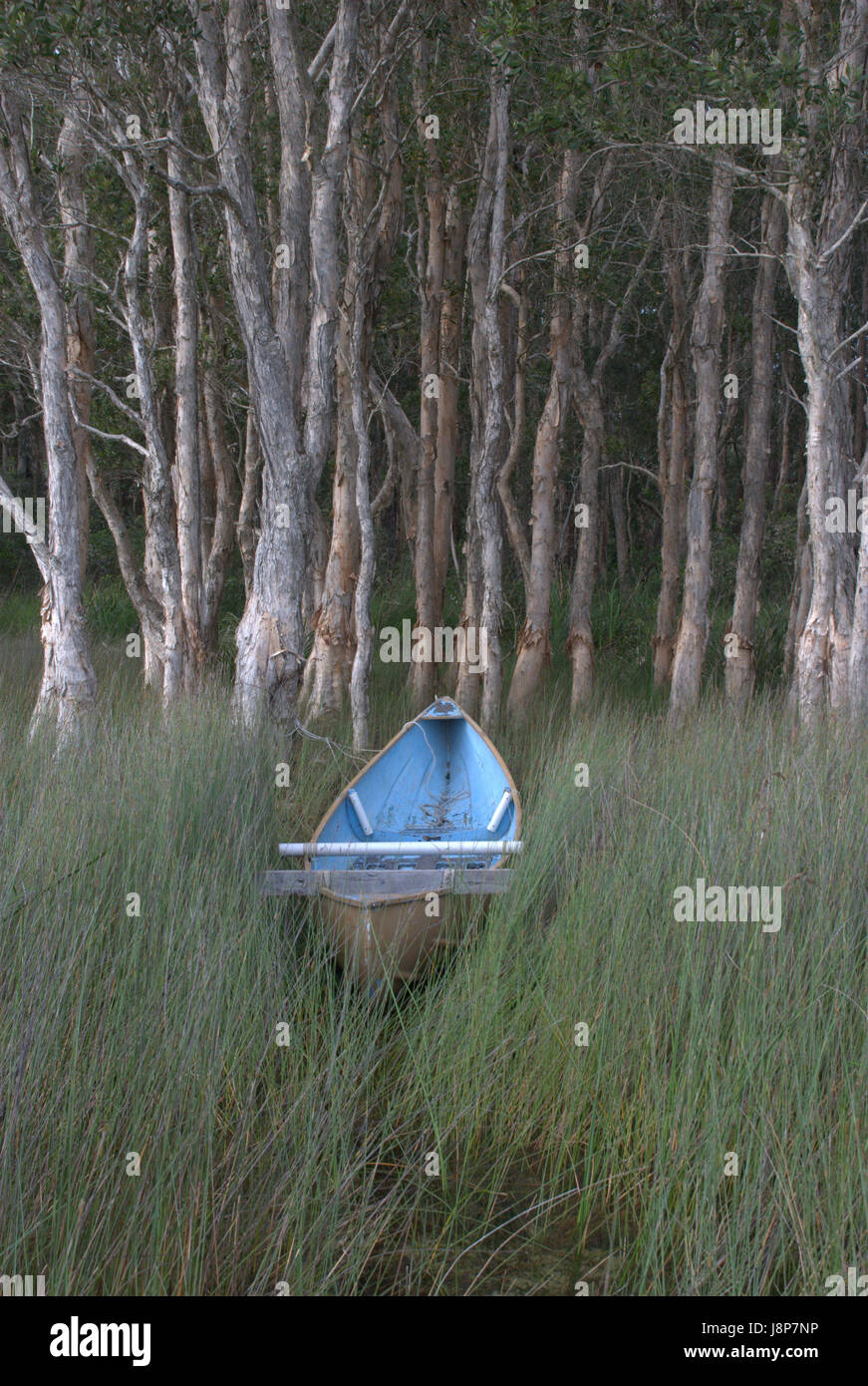 blue, rowing boat, lakeside, reed, salt water, sea, ocean, water, alone ...