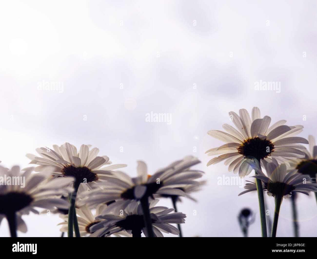 Soft romantic background with white daisies, vintage color toned Stock ...