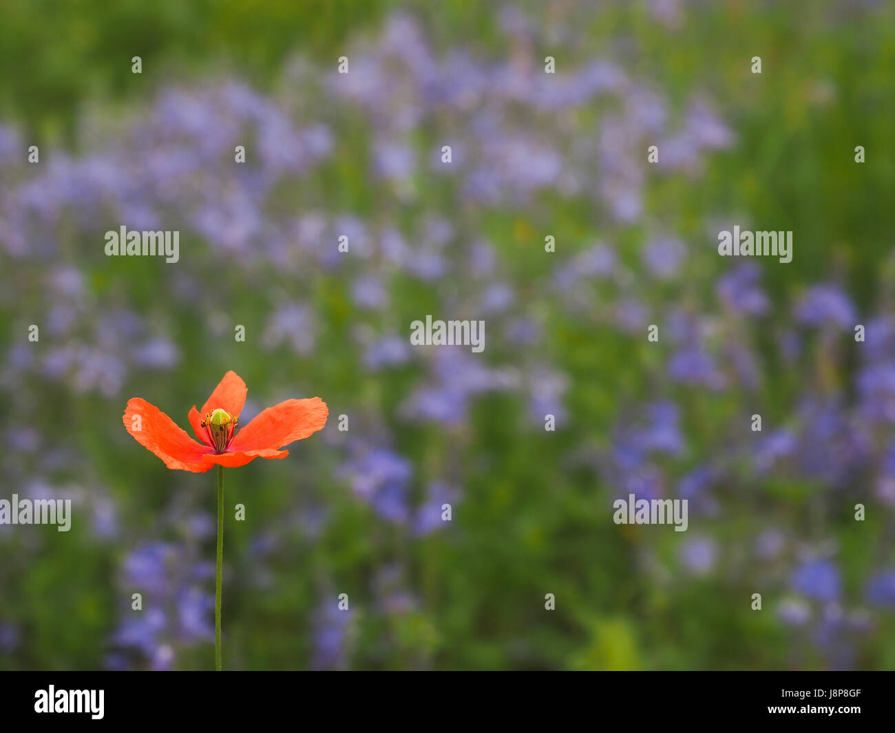 One poppy in a field of violet flowers, be different, natural concept ...