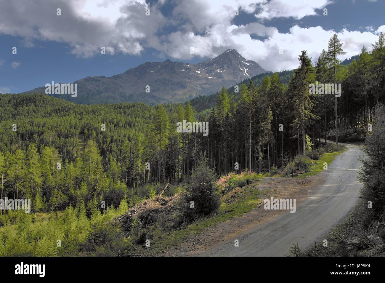 tree, trees, pine, land, landscape, scenery, countryside, nature, path ...