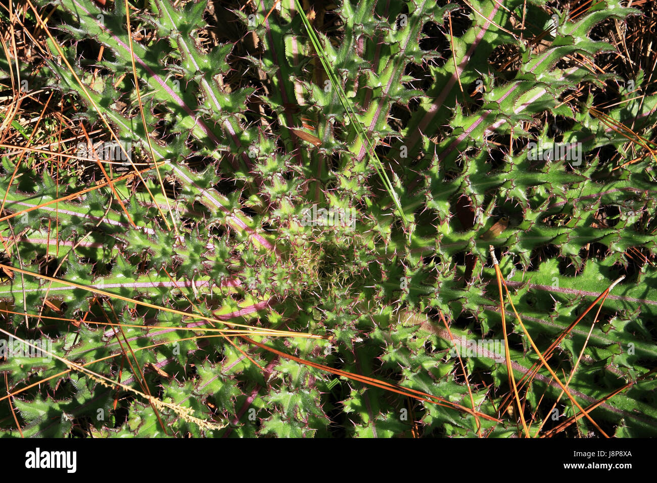sternenfrimig thistle in florida Stock Photo - Alamy