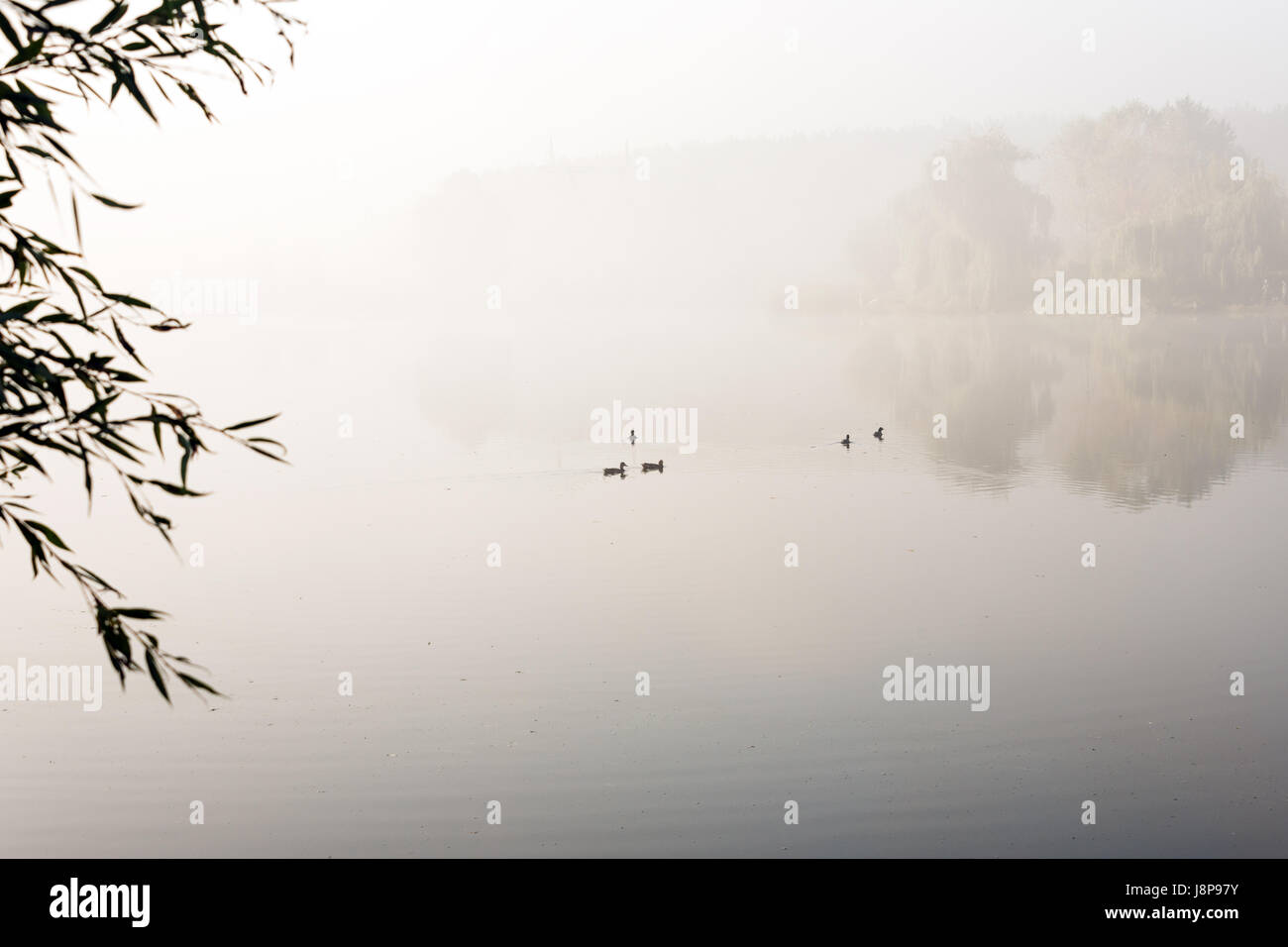 Morning mist over the lake with reflection in the water. Fog on a river ...
