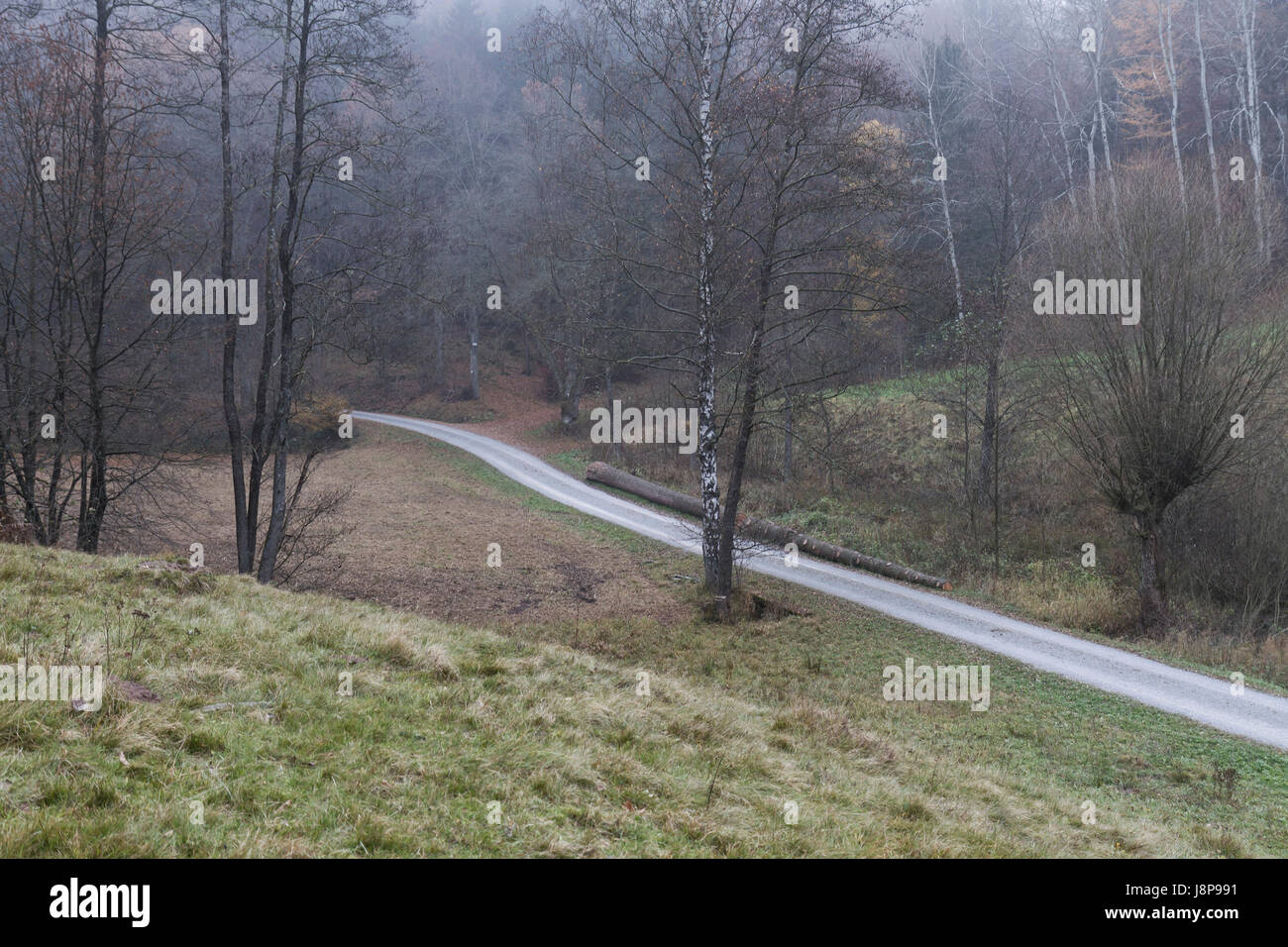 bucolic, tree, valley, path, way, scenery, countryside, nature, forest ...