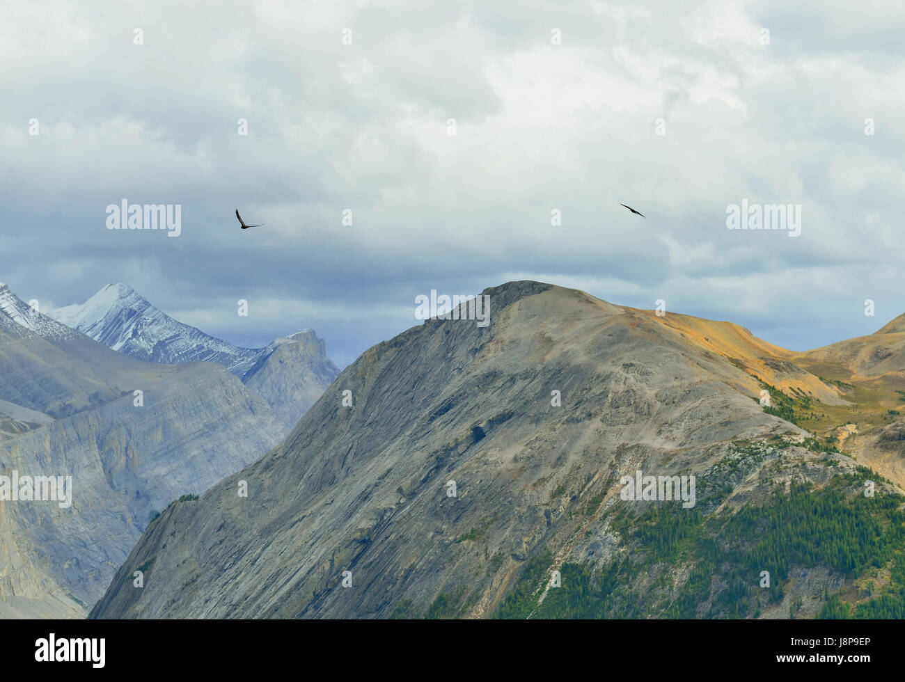 High elevation birds hi-res stock photography and images - Alamy