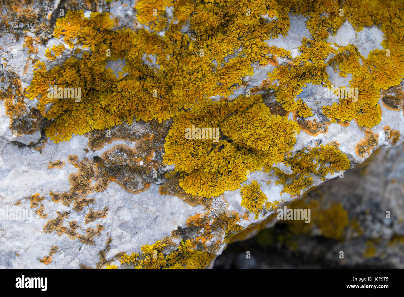Lichen ecology hi-res stock photography and images - Alamy