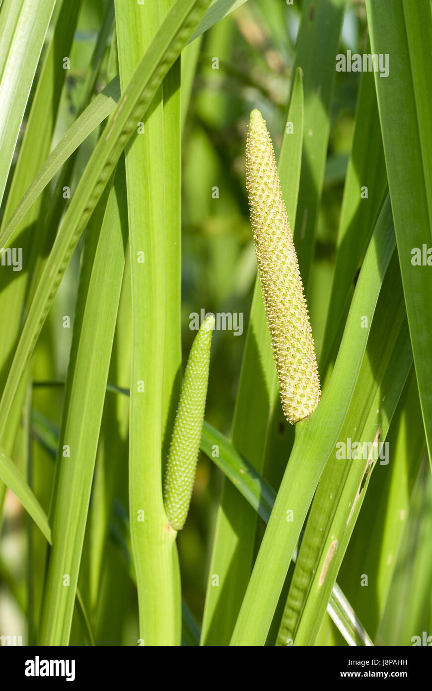 spice, root stock, rhizome, reed, plant, leaf, spice, closeup, root ...