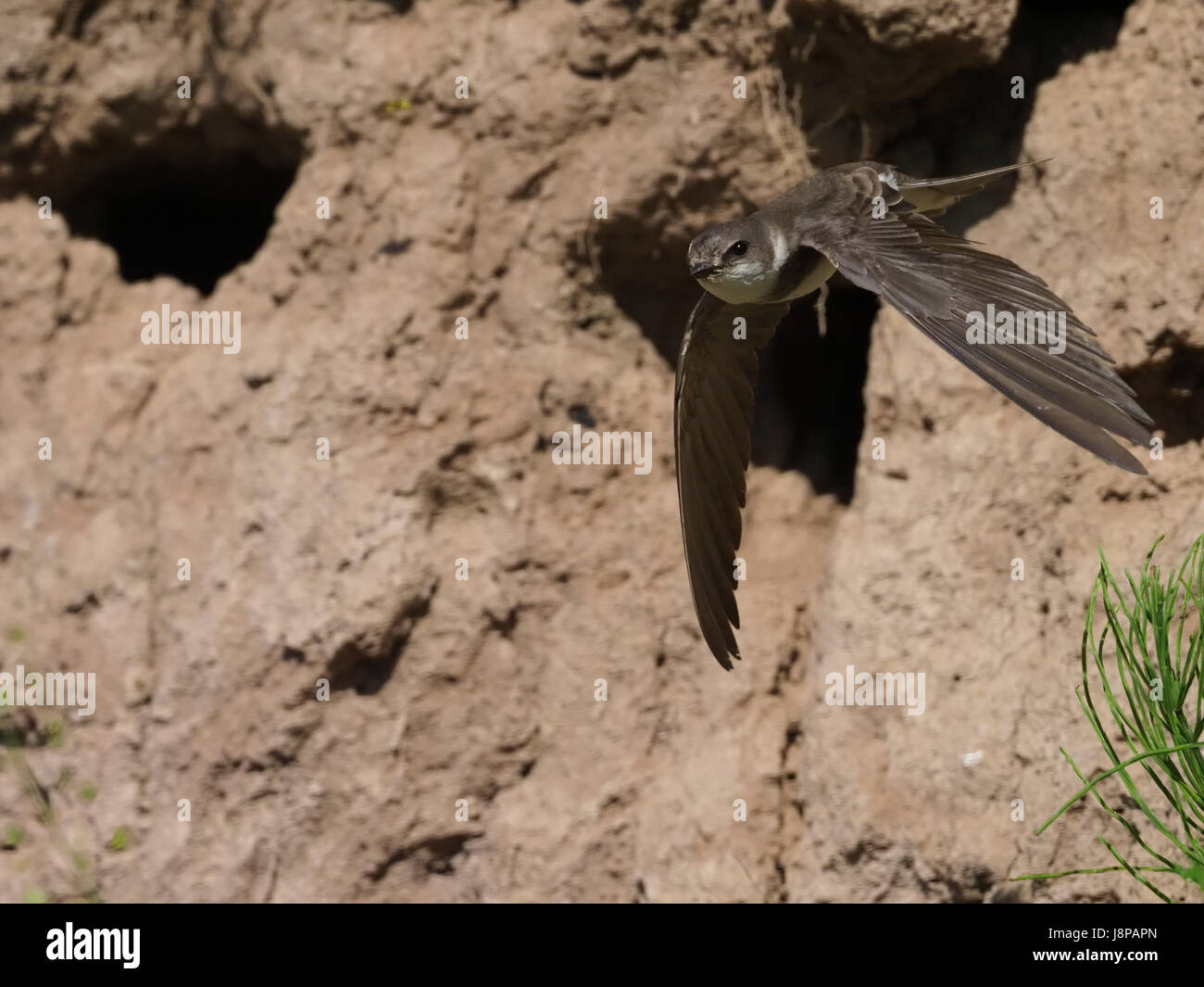 Sand martin, Riparia riparia, single bird in flight, Worcestershire ...