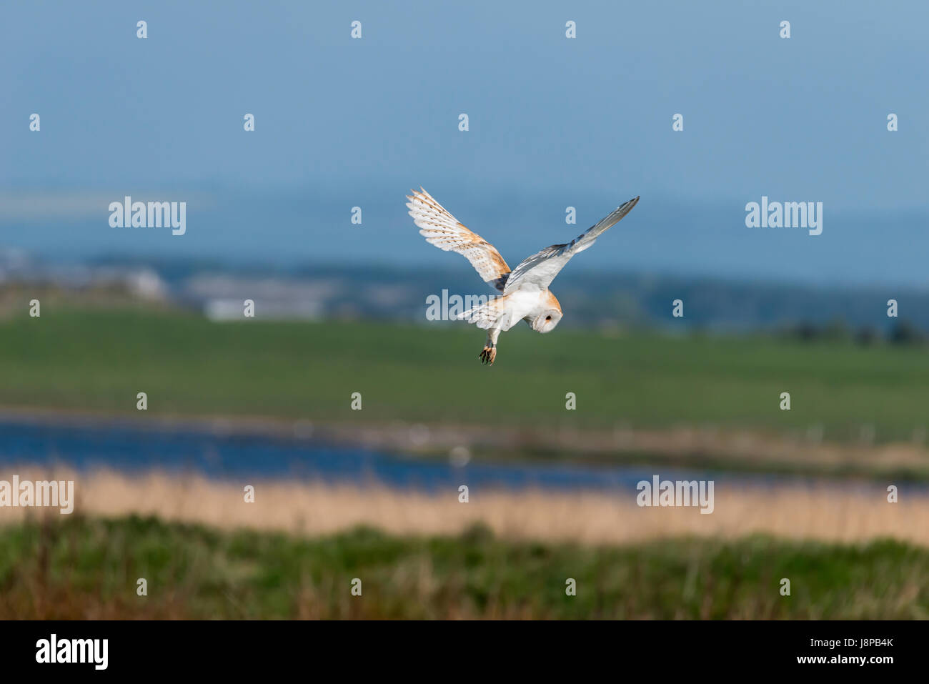 Barn Owl in Flight Stock Photo - Alamy