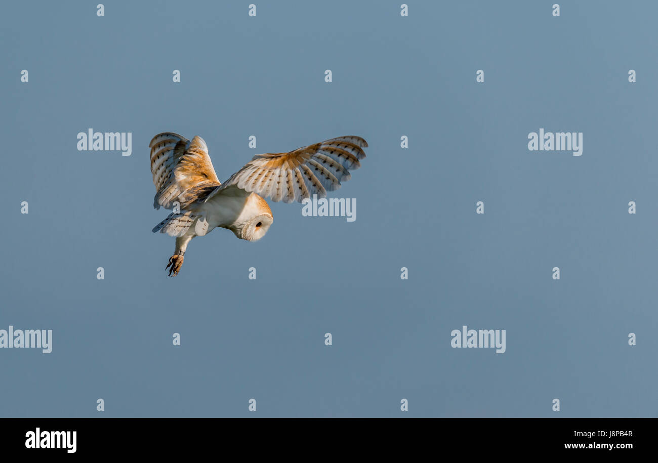 Barn Owl in Flight Stock Photo - Alamy