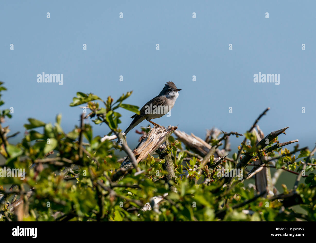 Black cap bird uk hi-res stock photography and images - Alamy