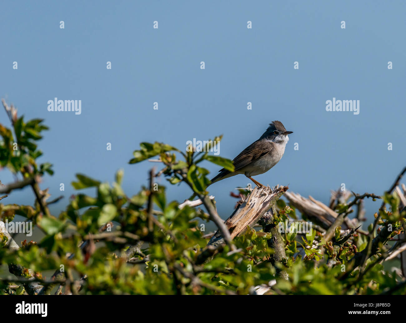 Black cap bird uk hi-res stock photography and images - Alamy