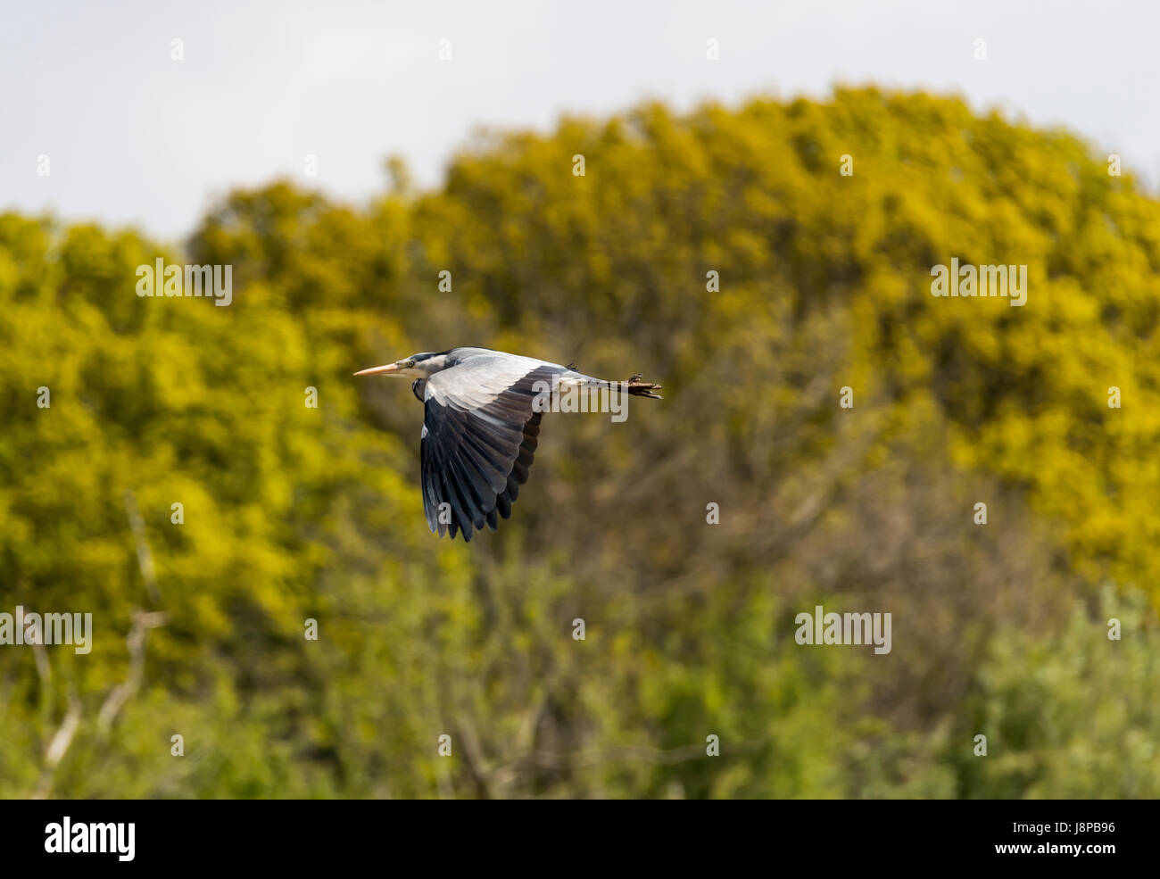 Grey Heron in flight Stock Photo - Alamy