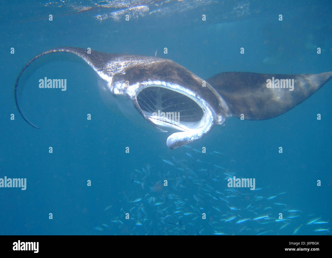 maldives, ray, diving, feeding, fish, underwater, maldives, atoll, ray ...