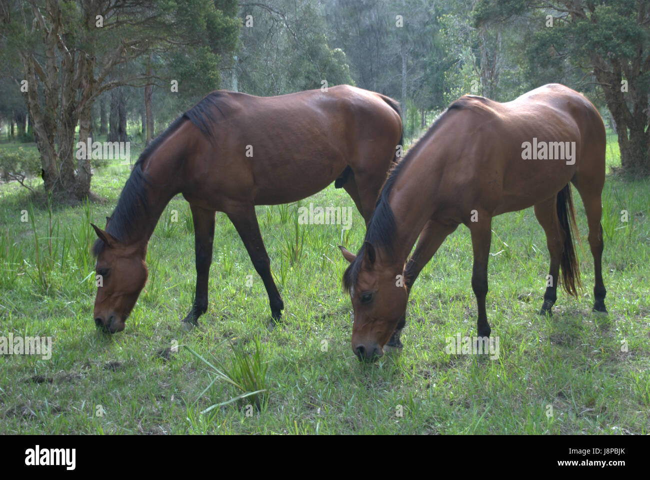horse, horses, perseverance, arab, noble, breed, race, tree, trees ...