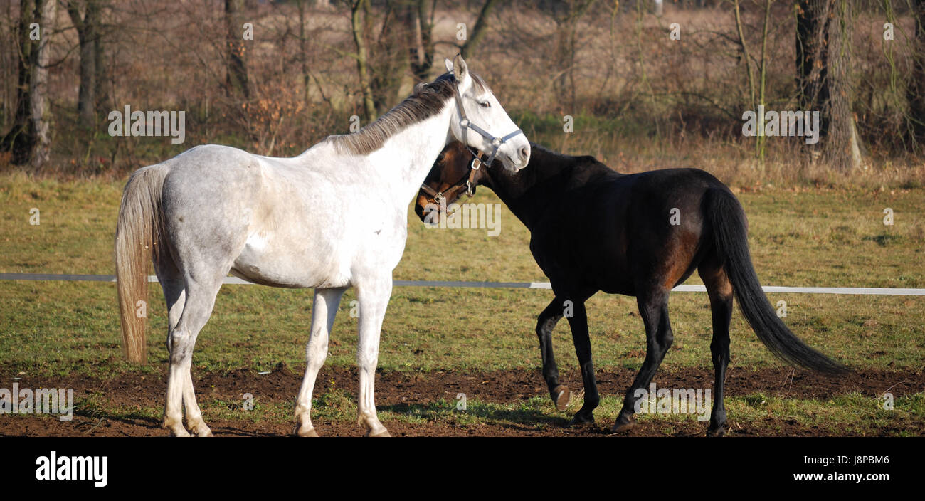 horse, animal, wild, energy, power, electricity, electric power, horses ...