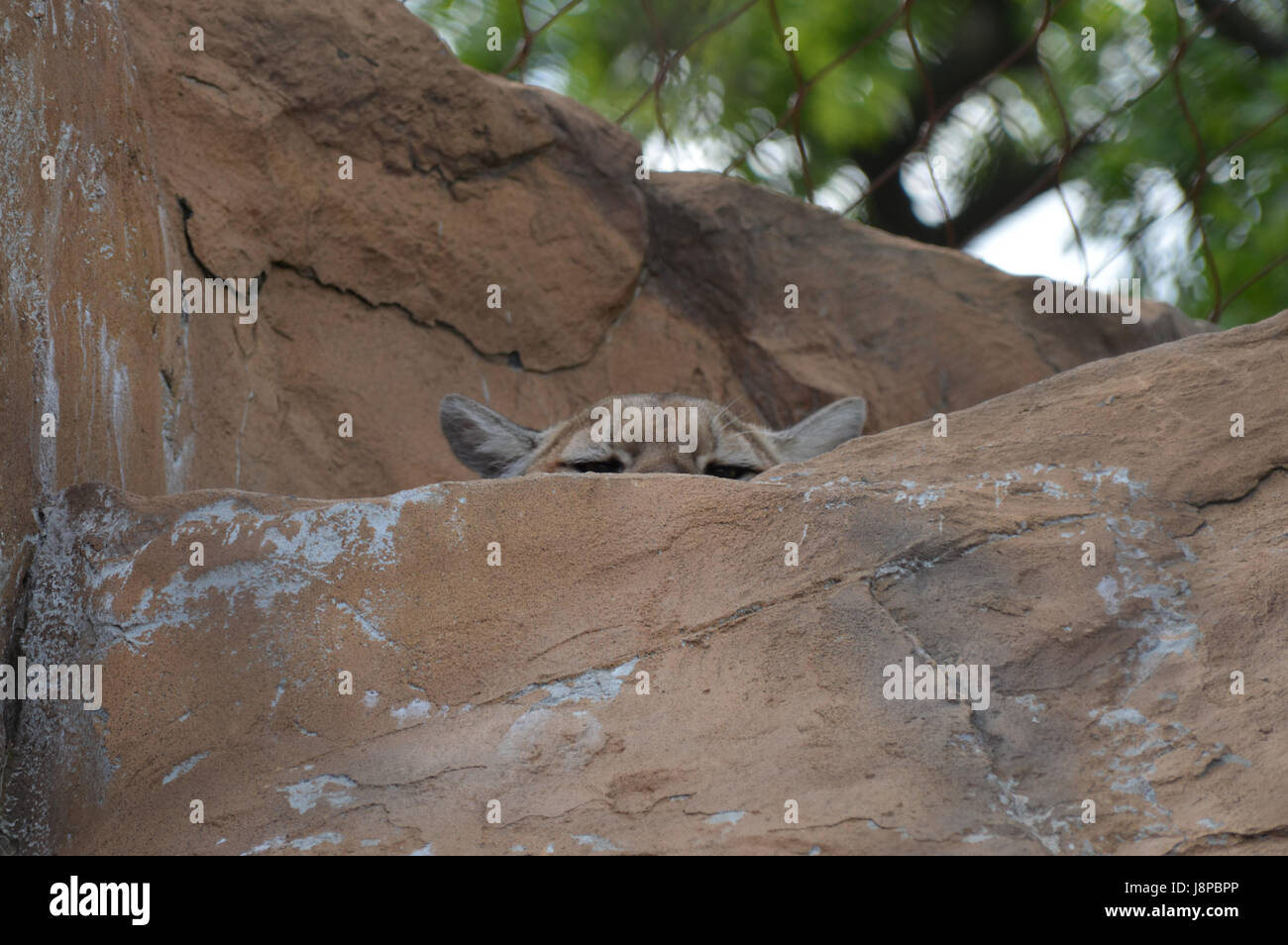 Puma Hiding High Resolution Stock Photography and Images - Alamy