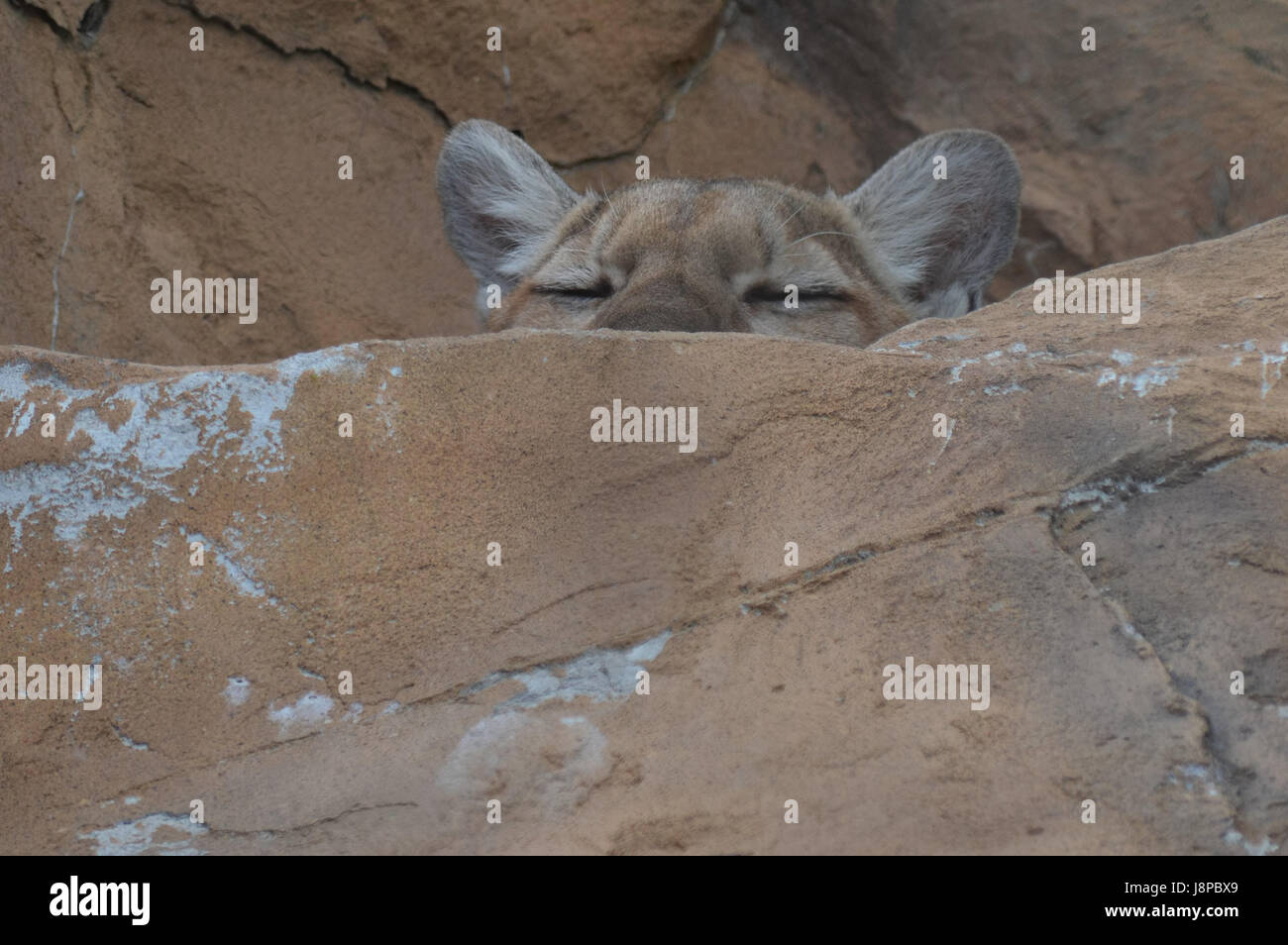 Puma hiding hi-res stock photography and images - Alamy