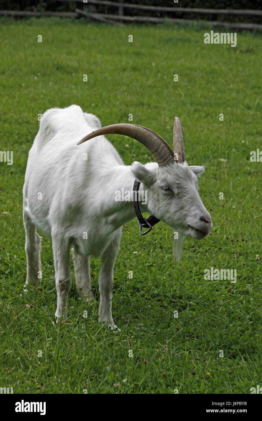 goat, blank, european, caucasian, goatbeard, german, farm animal, stock ...