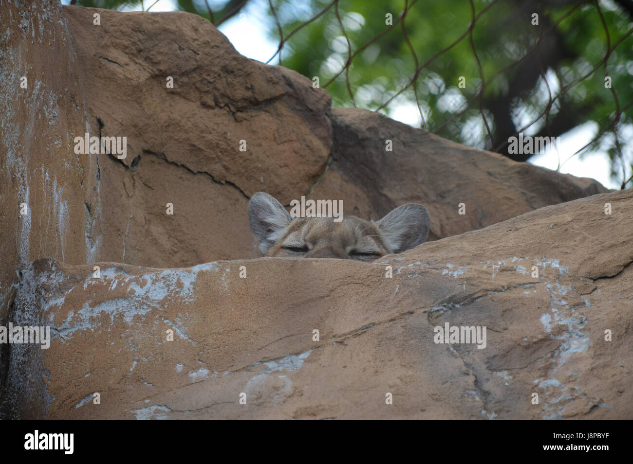 Puma Hiding High Resolution Stock Photography and Images - Alamy