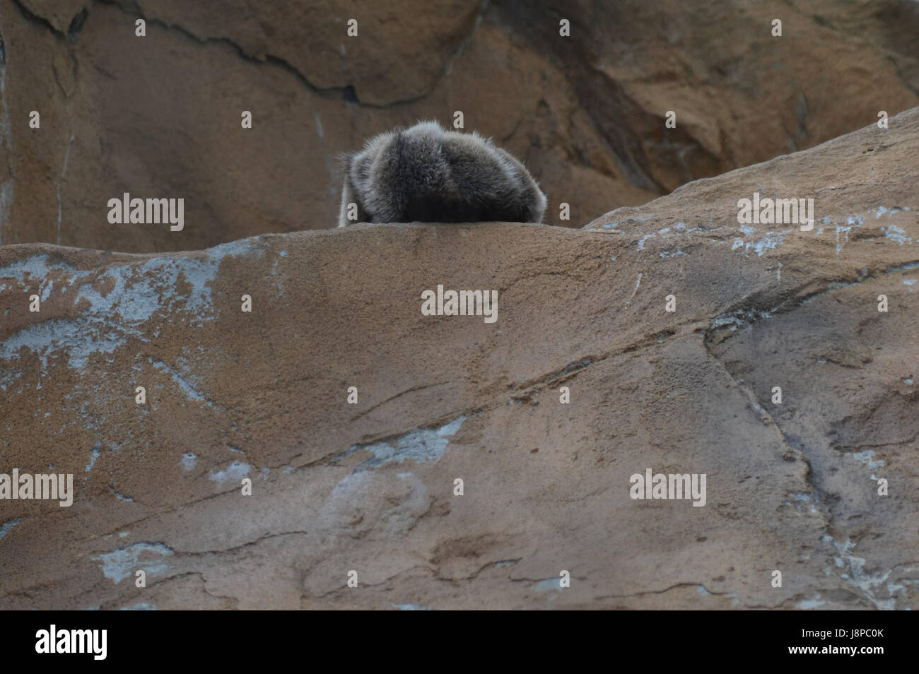 Puma Hiding High Resolution Stock Photography and Images - Alamy
