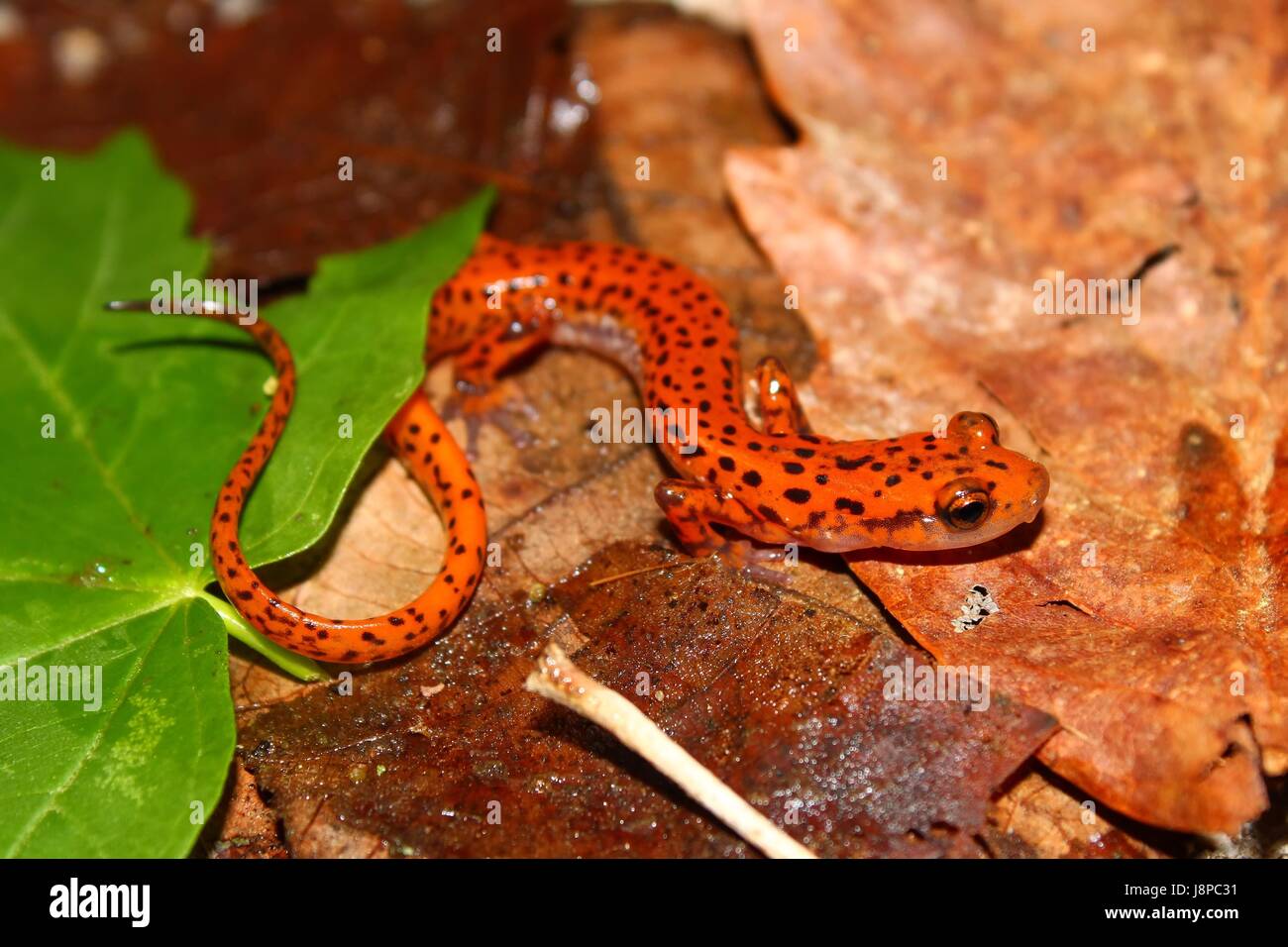 amphibian, cave, salamander, leaf, macro, close-up, macro admission ...